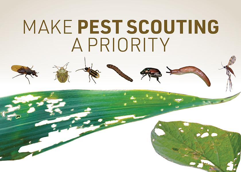Make Pest Scouting A Priority In 2022 Agweb
